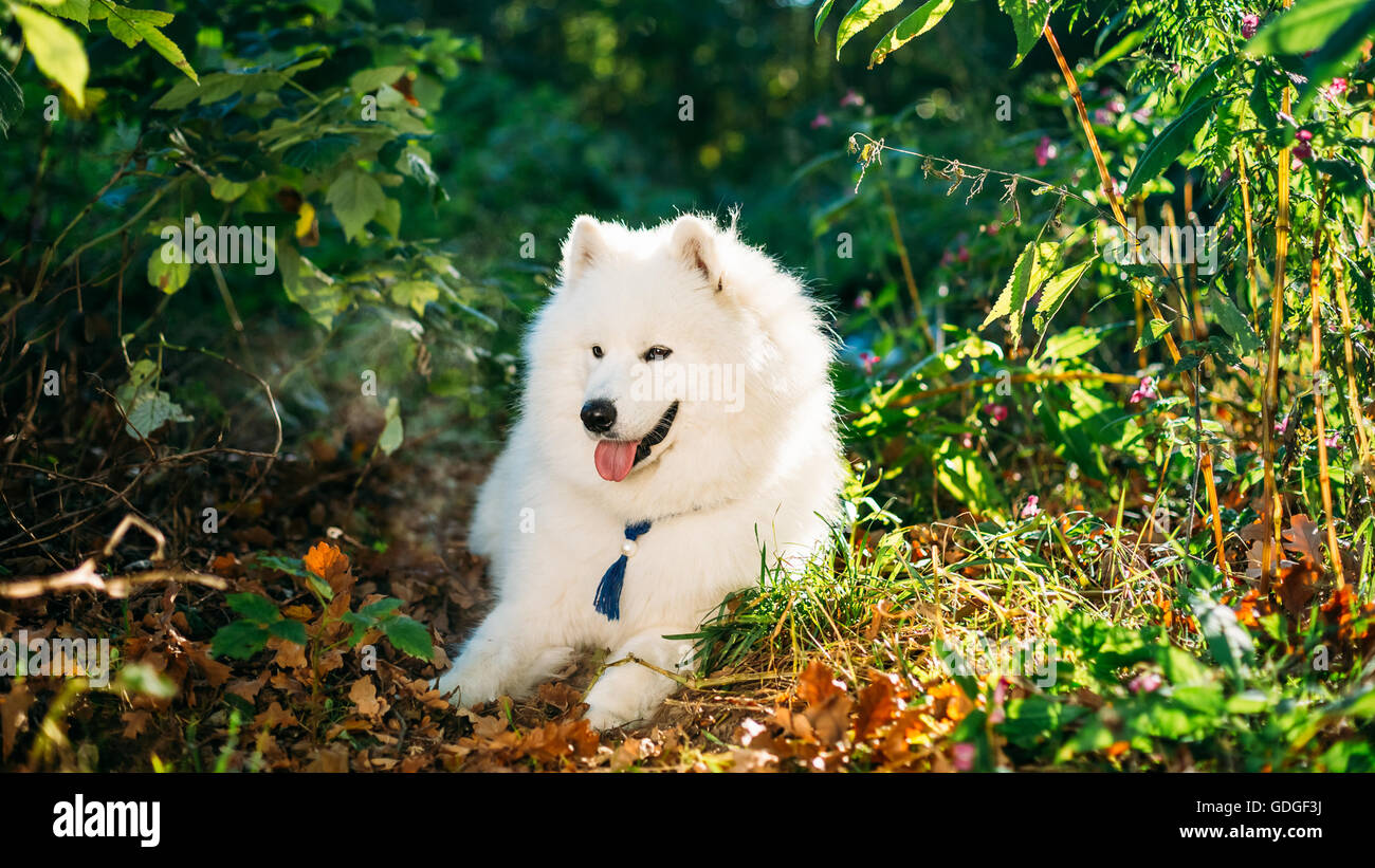 Happy in bushes hi-res stock photography and images - Alamy