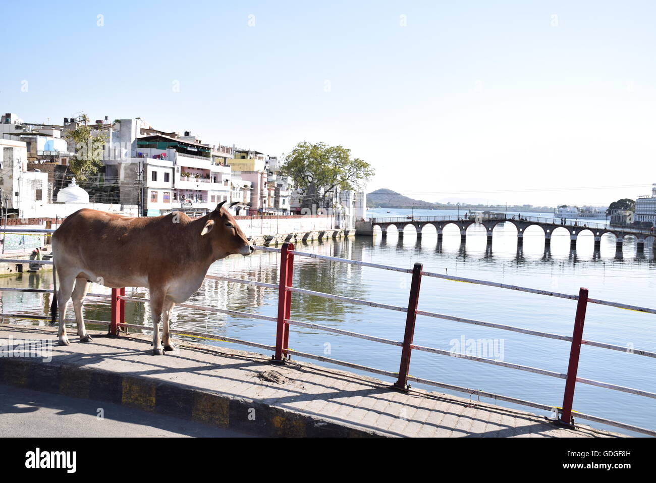 Cow standing on a bridge in Udaipur, Rajasthan, India Stock Photo - Alamy