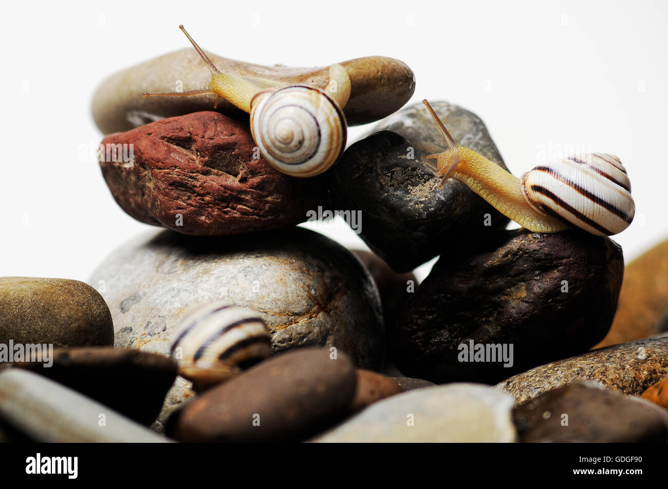 Two garden snails on colorful stones on white Stock Photo - Alamy
