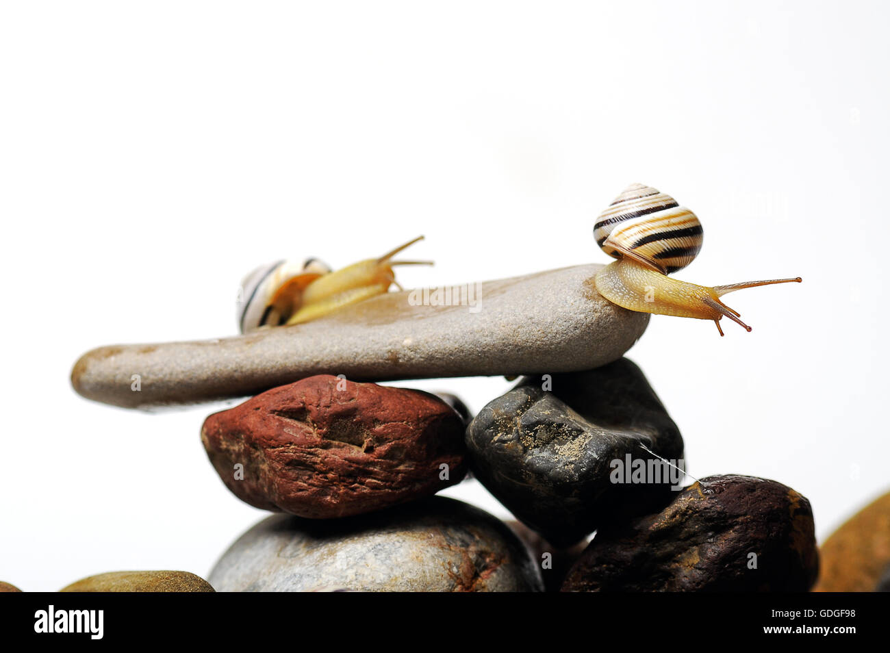 Two garden snails on colorful stones on white Stock Photo - Alamy
