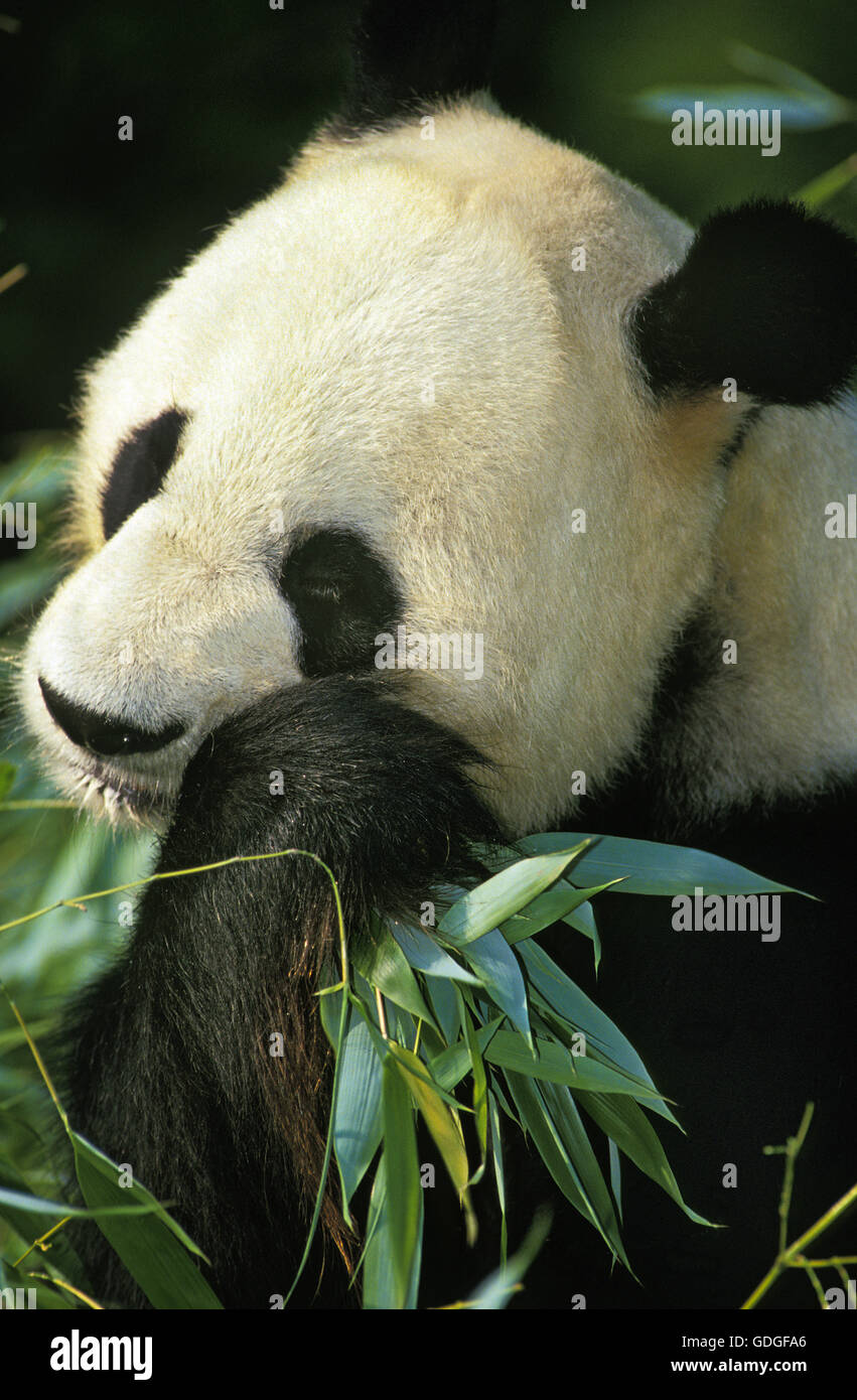 Ailuropoda melanoleuca images hi-res stock photography and images - Alamy