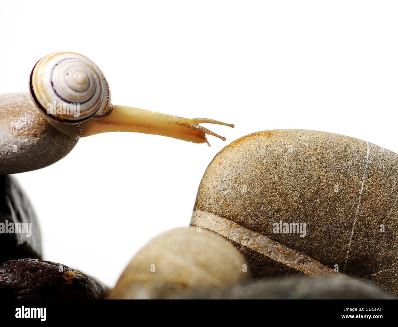 garden snail on colorful stones on white Stock Photo - Alamy