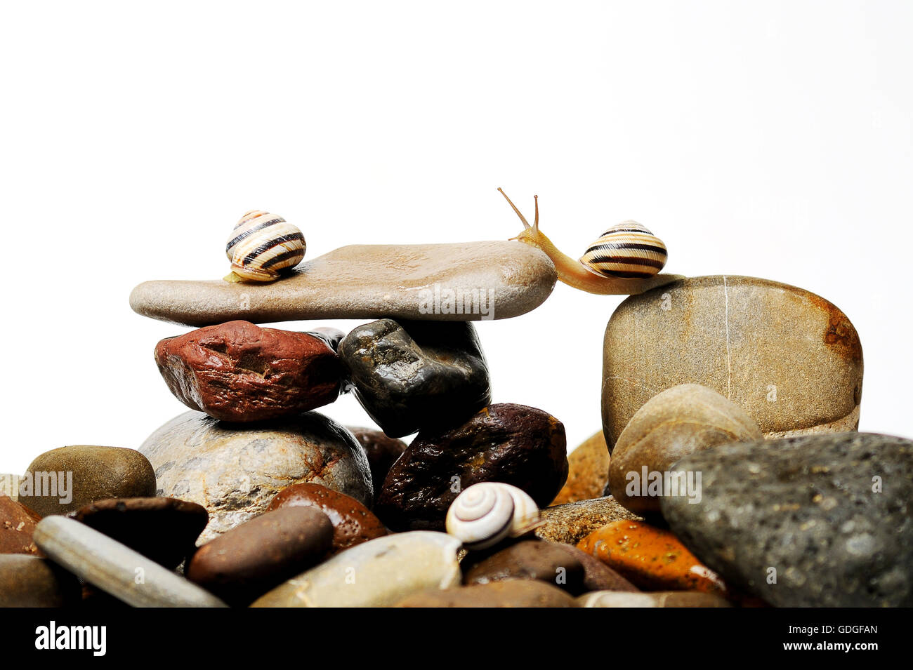 Two garden snails on colorful stones on white Stock Photo - Alamy