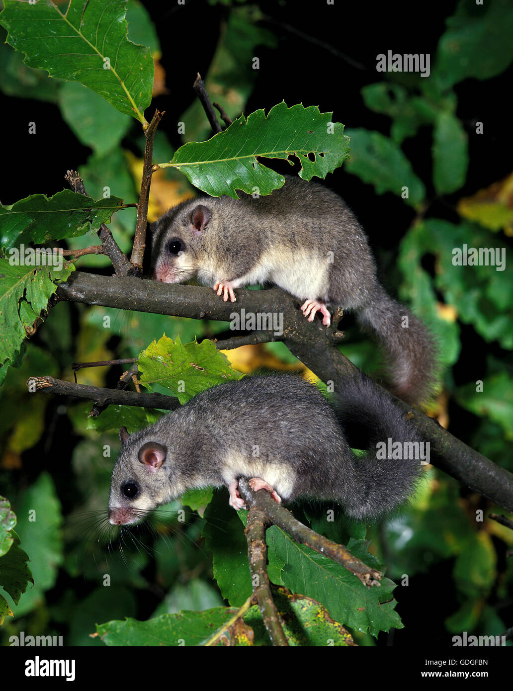 Edible Dormouse, glis glis, Pair Stock Photo - Alamy