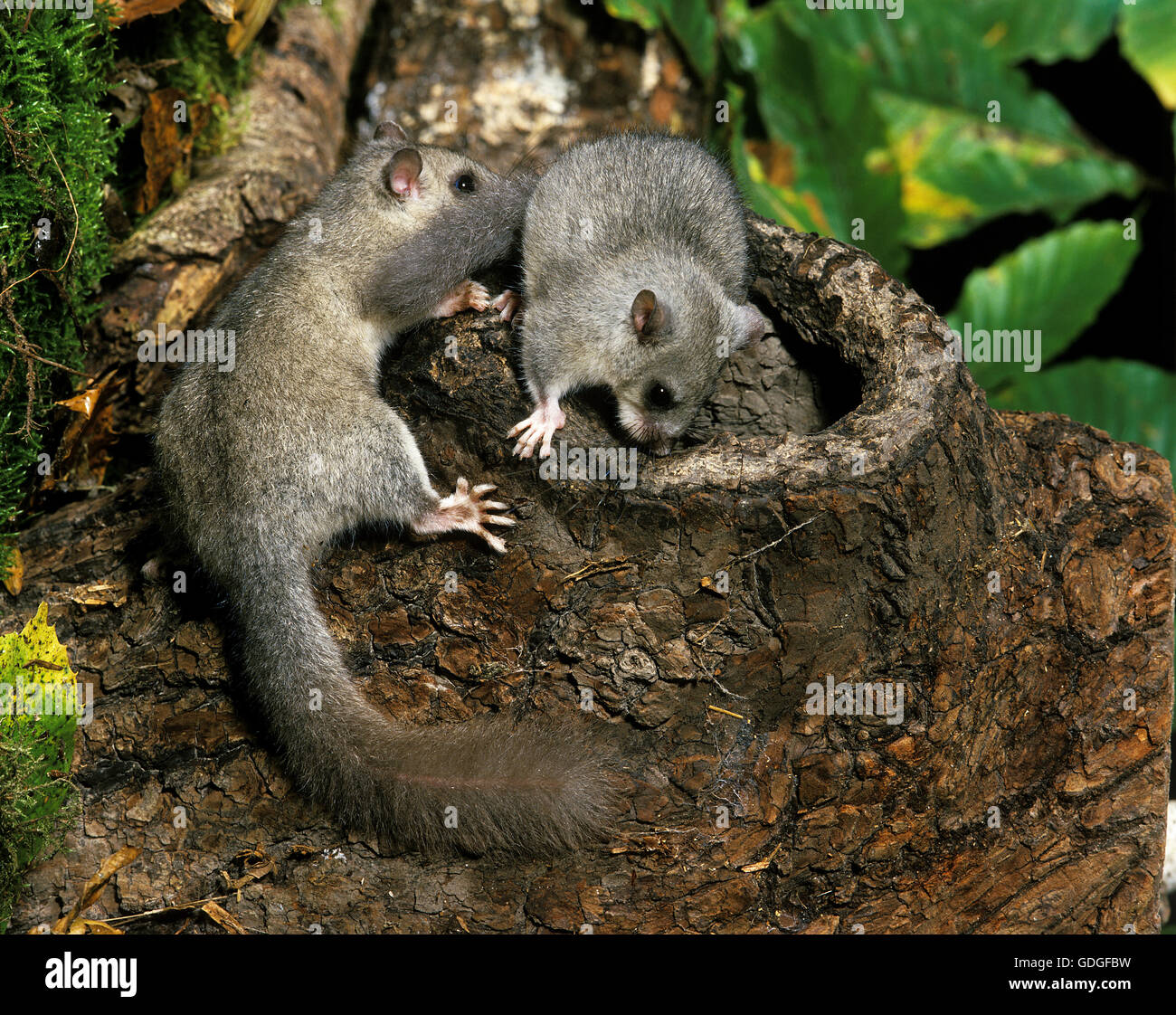 Edible Dormouse, glis glis, Pair at Nest Entrance Stock Photo - Alamy