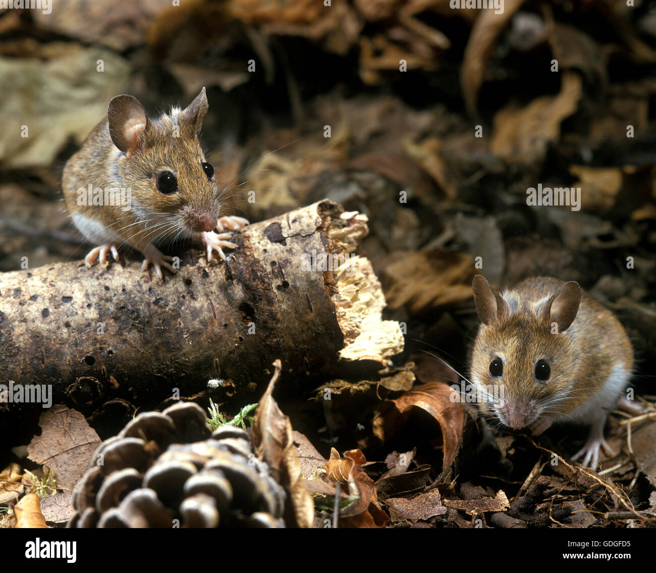 Apodemus hi-res stock photography and images - Alamy