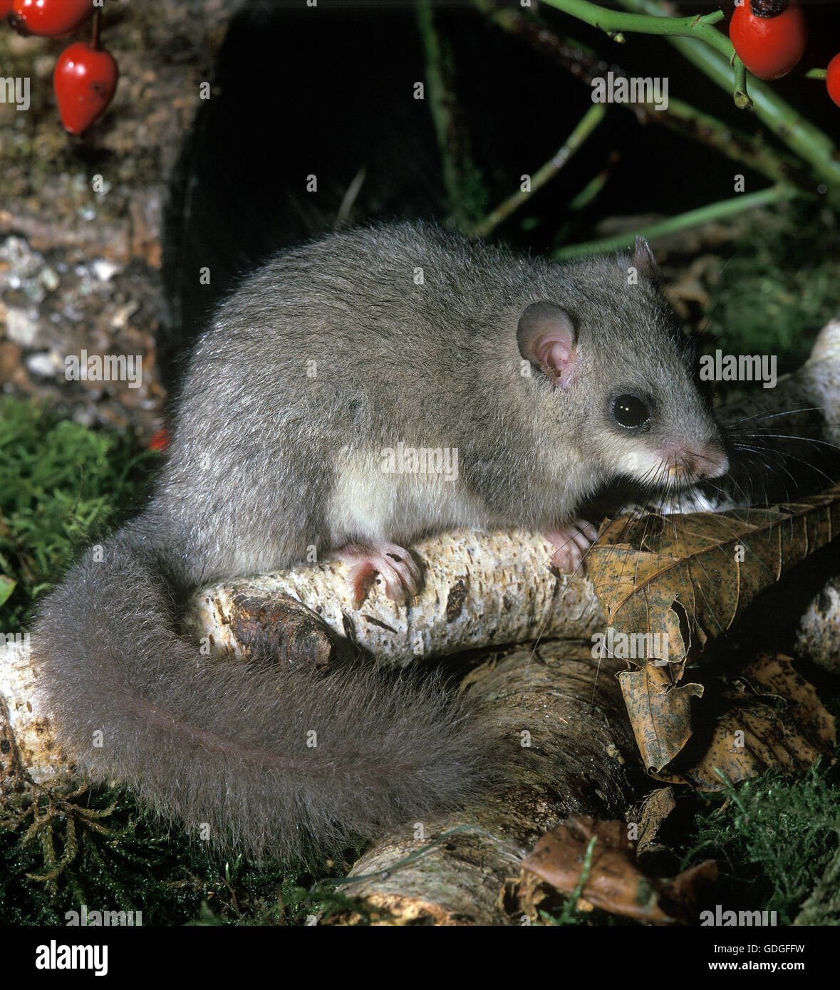 Edible dormouse glis glis hi-res stock photography and images - Alamy