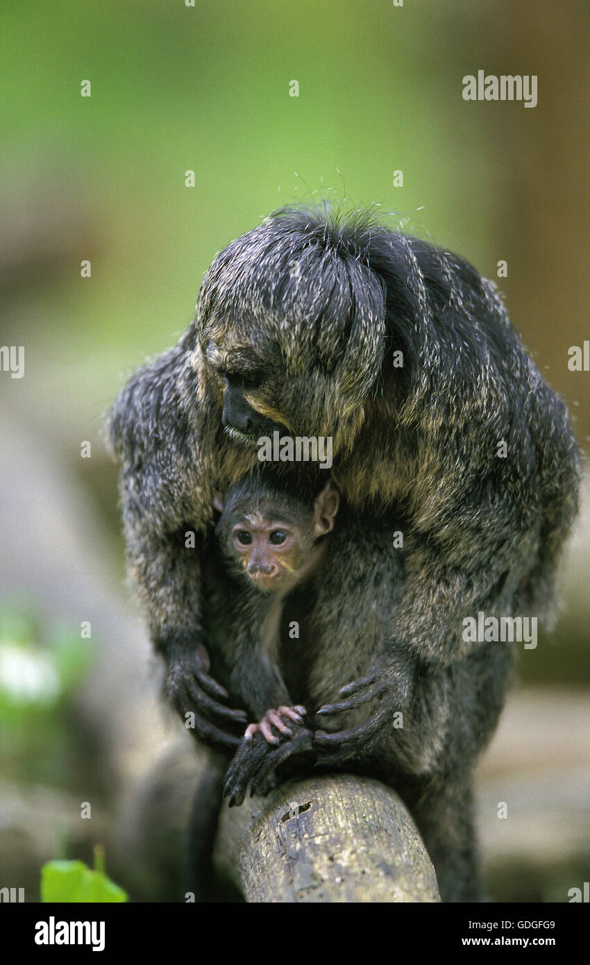 White Faced Saki, pithecia pithecia, Female with Young Stock Photo - Alamy