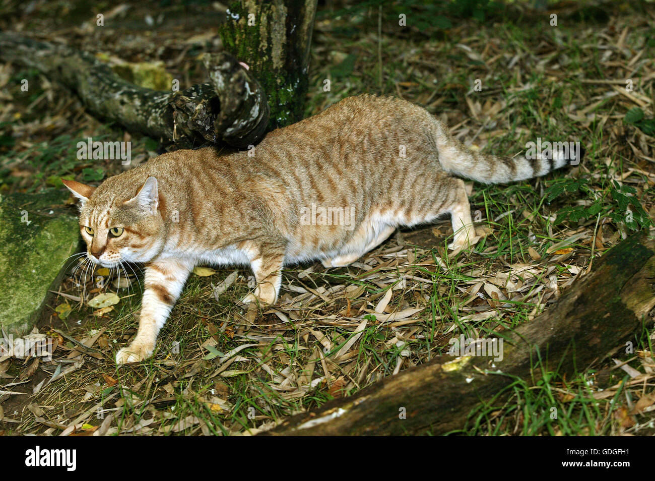 AFRICAN WILDCAT felis silvestris lybica, ADULT Stock Photo - Alamy