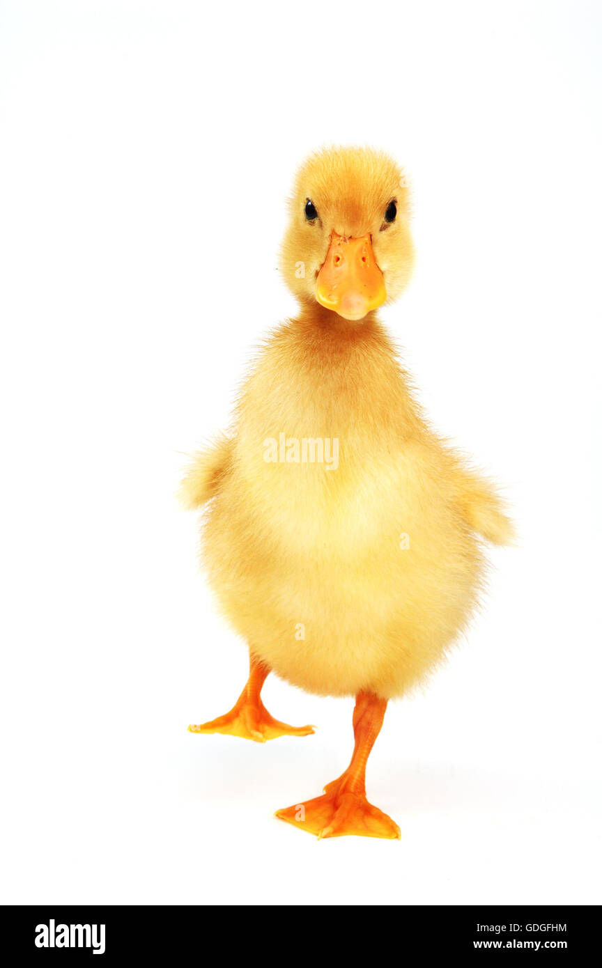 Cute Yellow Baby Ducks