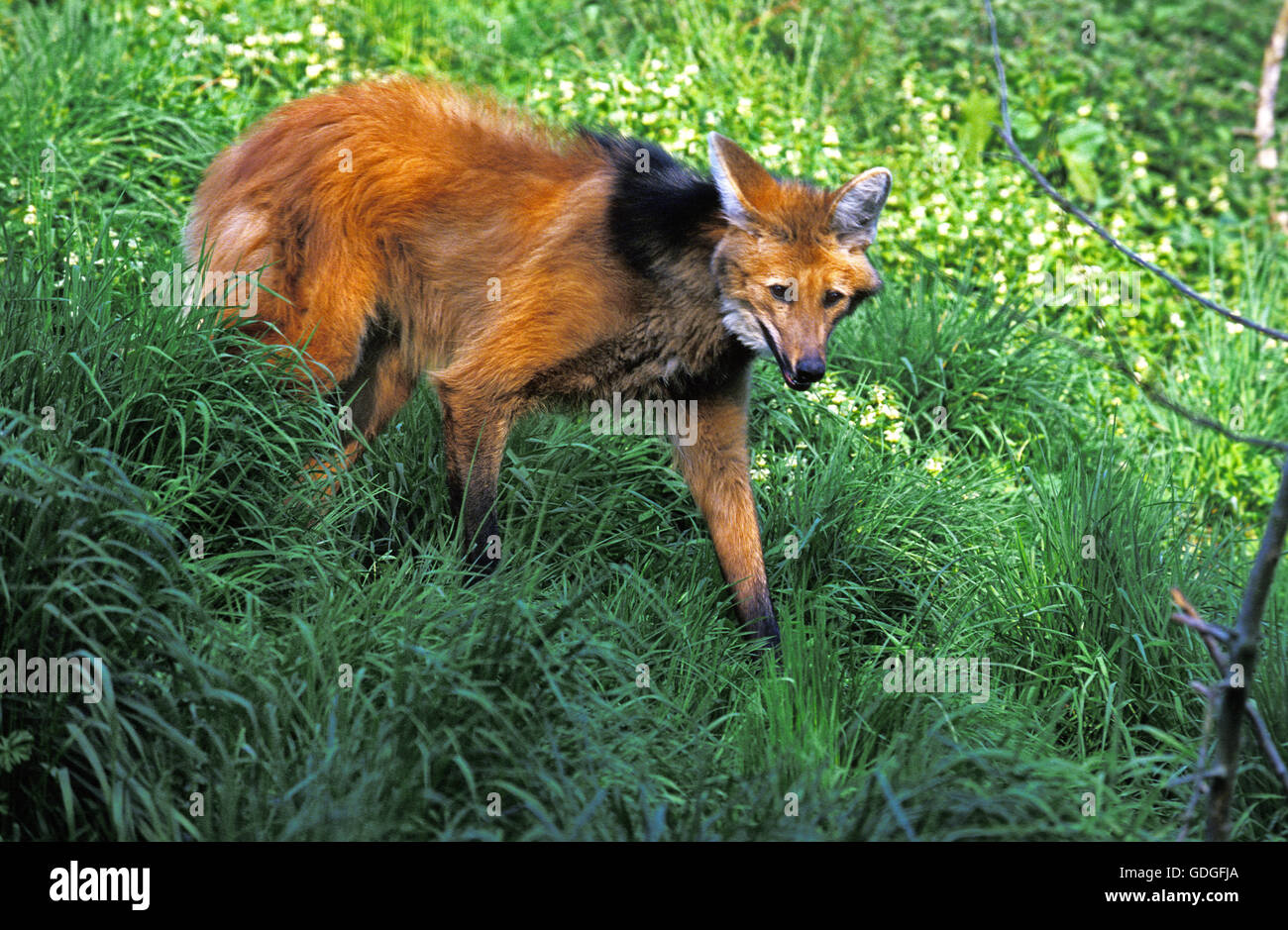 Maned wolf chrysocyon brachyurus hi-res stock photography and images ...