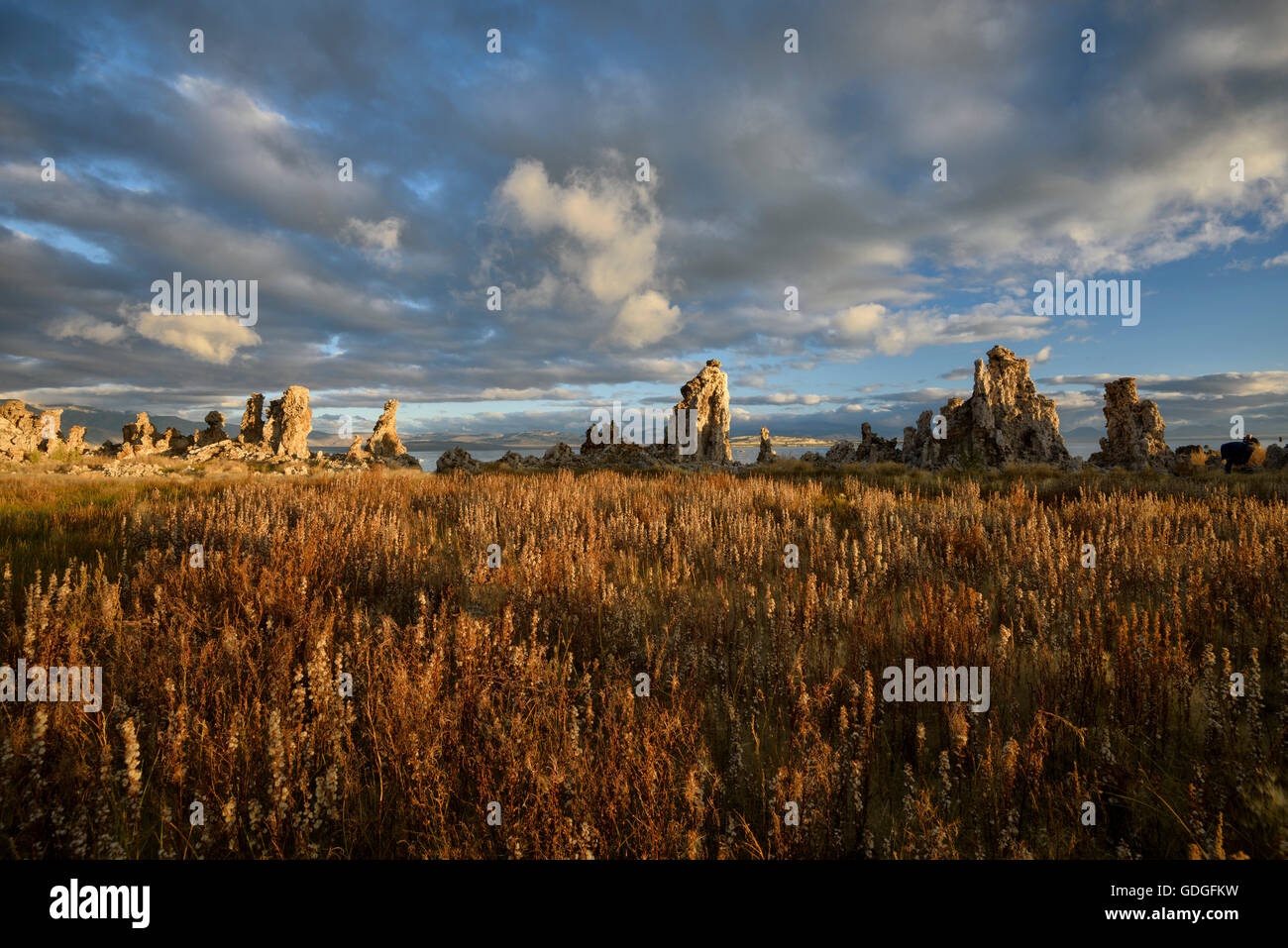 USA,California,Eastern Sierra,Mono Lake,Meadow along lake,Tufa reserve ...