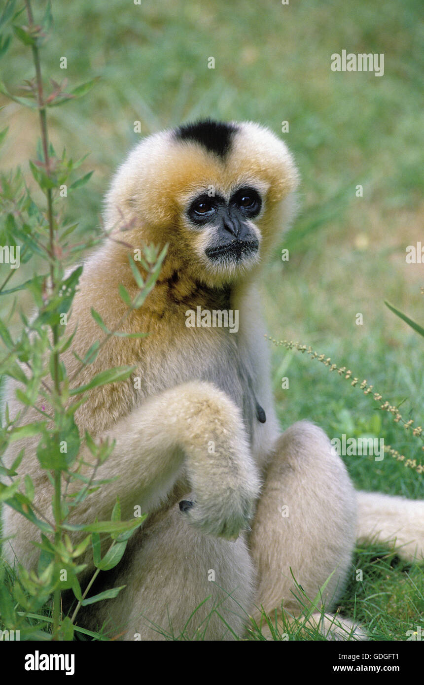 Concolor Gibbon or White Cheeked Gibbon, hylobates concolor, Female ...