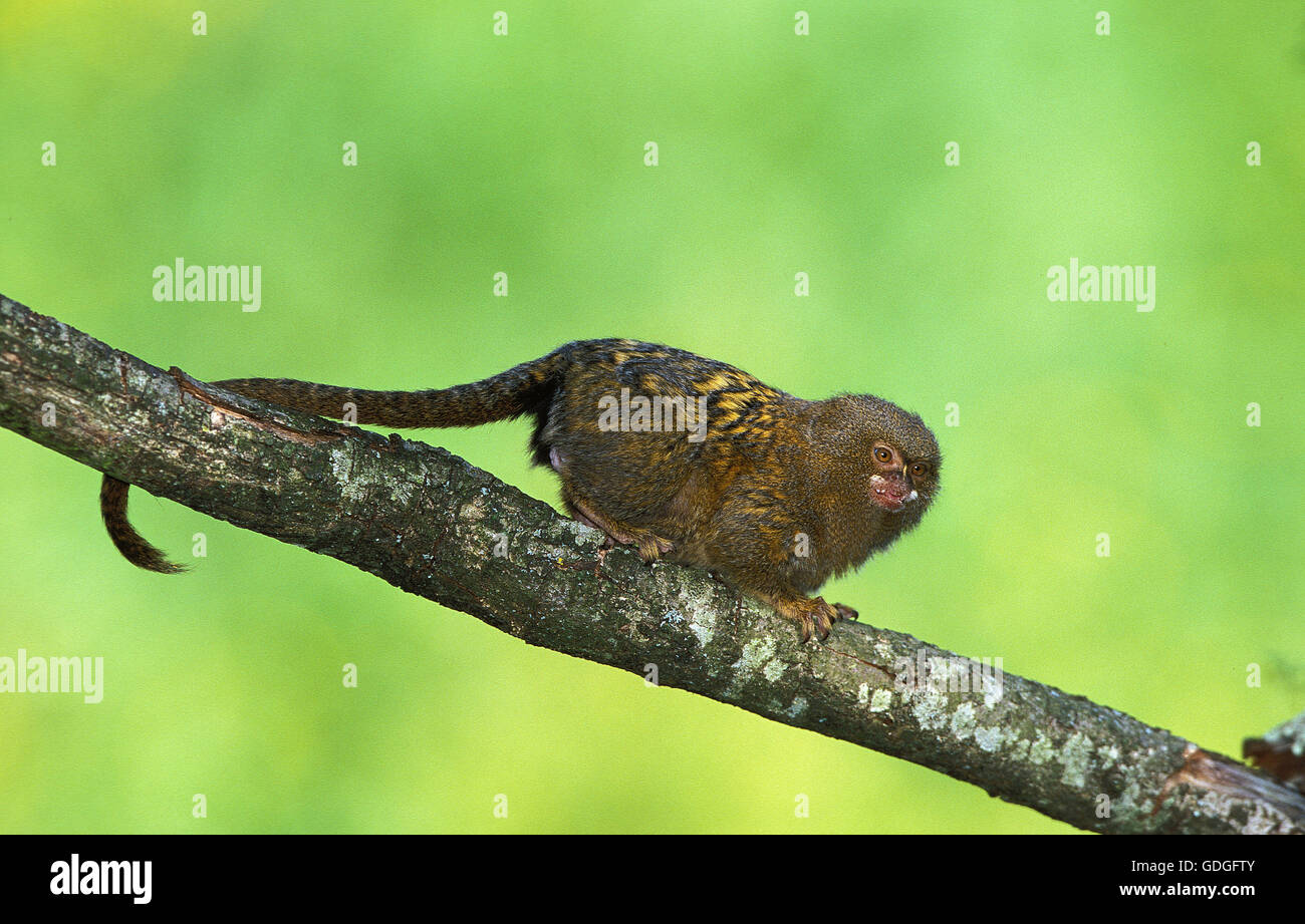 Pygmy Marmoset, callithrix pygmaea, Adult on Branch Stock Photo - Alamy