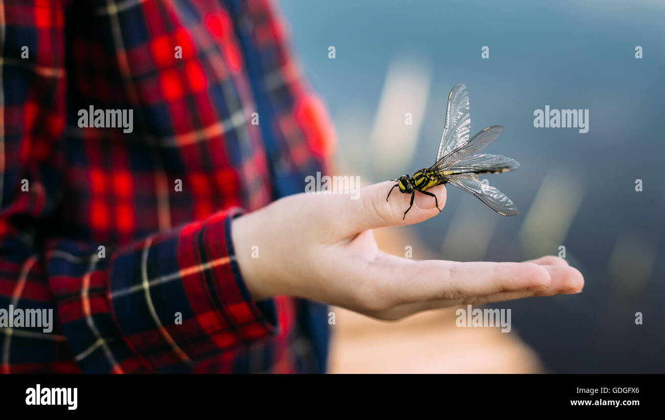 Dragonfly Sits On Hand Of Boy. Taking Care Of Nature Care Concept Stock ...