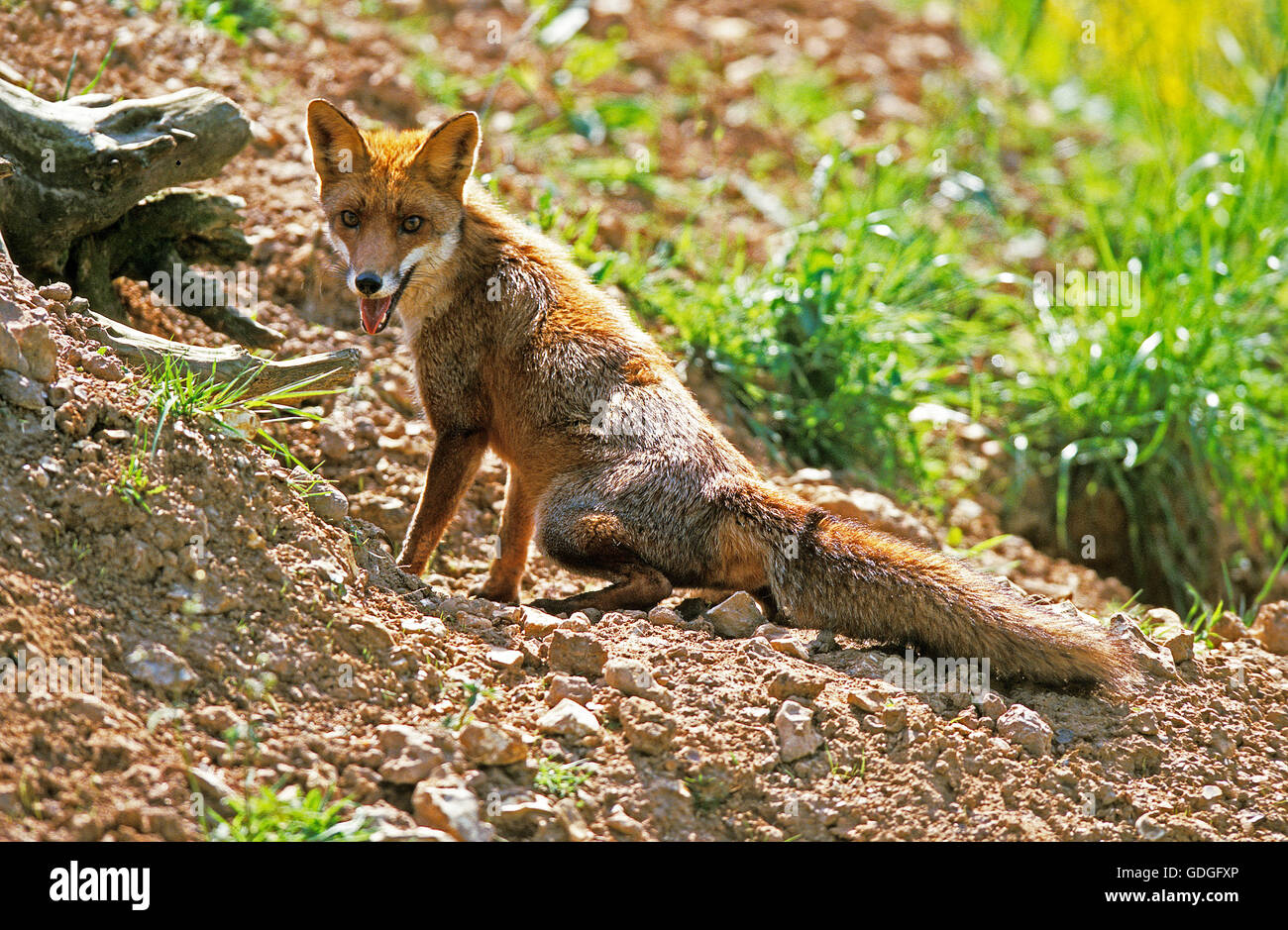 RED FOX vulpes vulpes, ADULT SITTING AT BURROW ENTRANCE Stock Photo - Alamy