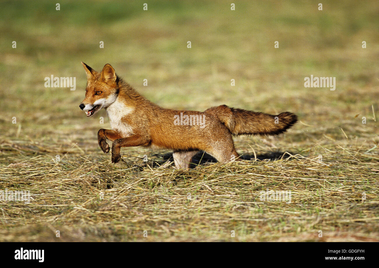 Leaping fox hi-res stock photography and images - Alamy