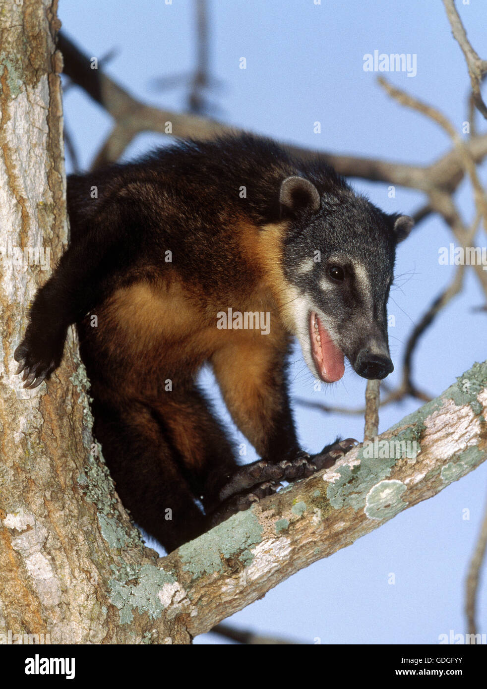 Ringtailed Coati or Coatimundi, nasua nasua, Adult perched in Tree ...