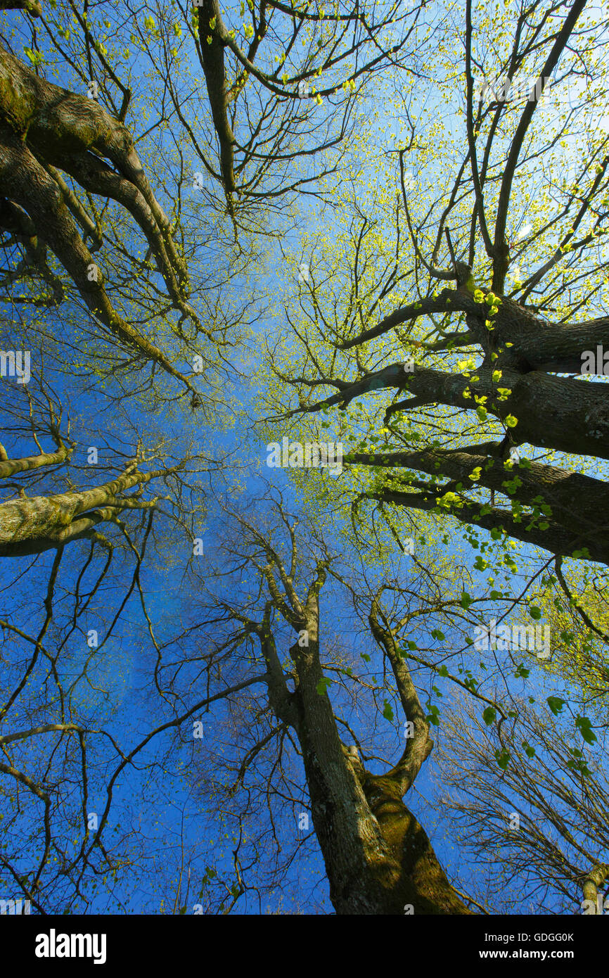 trees from below Stock Photo - Alamy