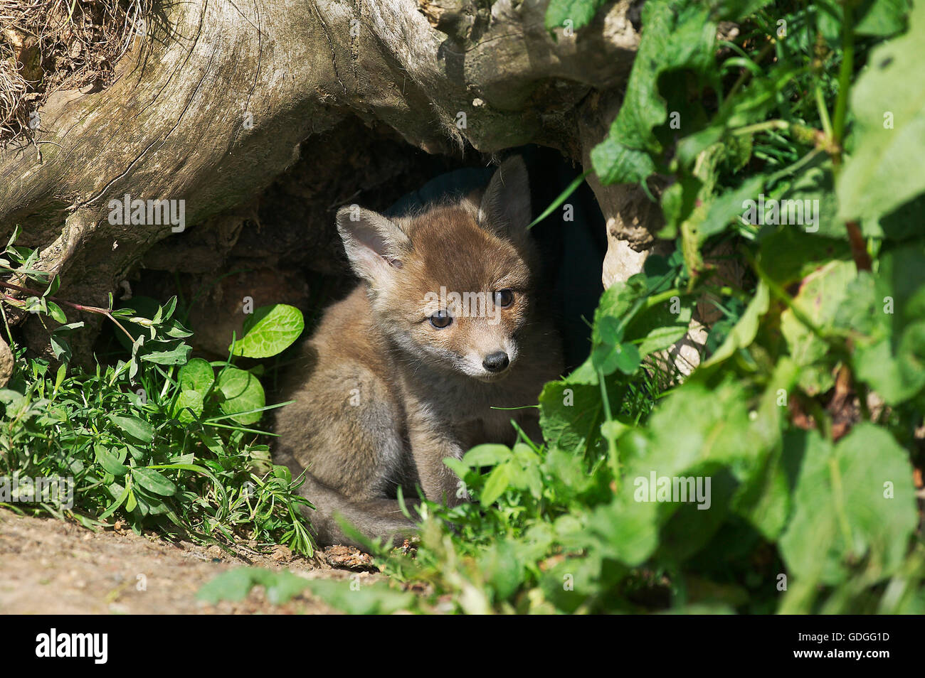 Single red fox den hi-res stock photography and images - Alamy