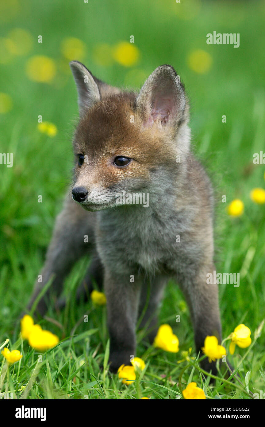 Red Fox, vulpes vulpes, Cub with Yellow Flowers, Normandy Stock Photo - Alamy