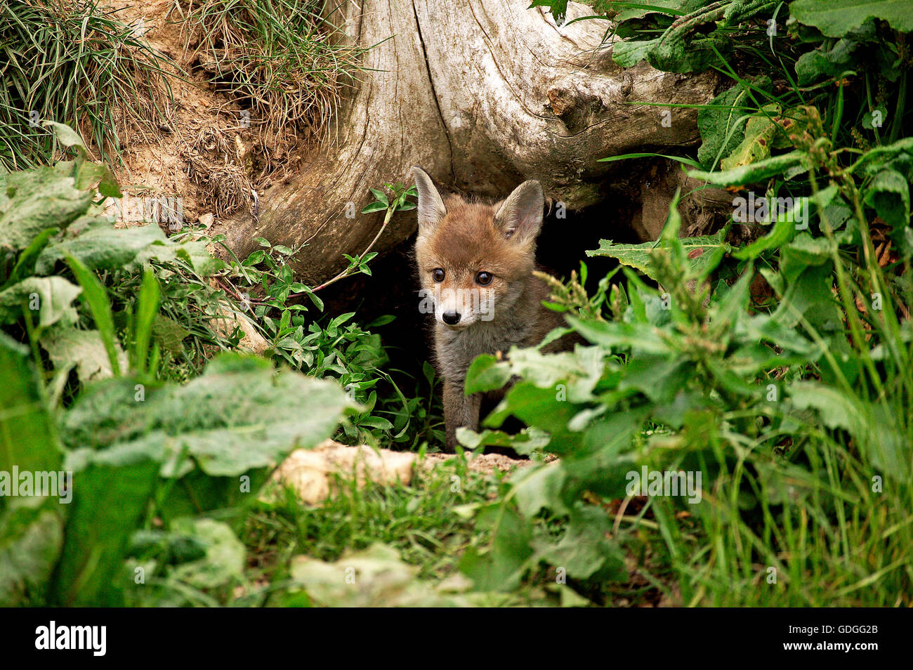 Single red fox den hi-res stock photography and images - Alamy