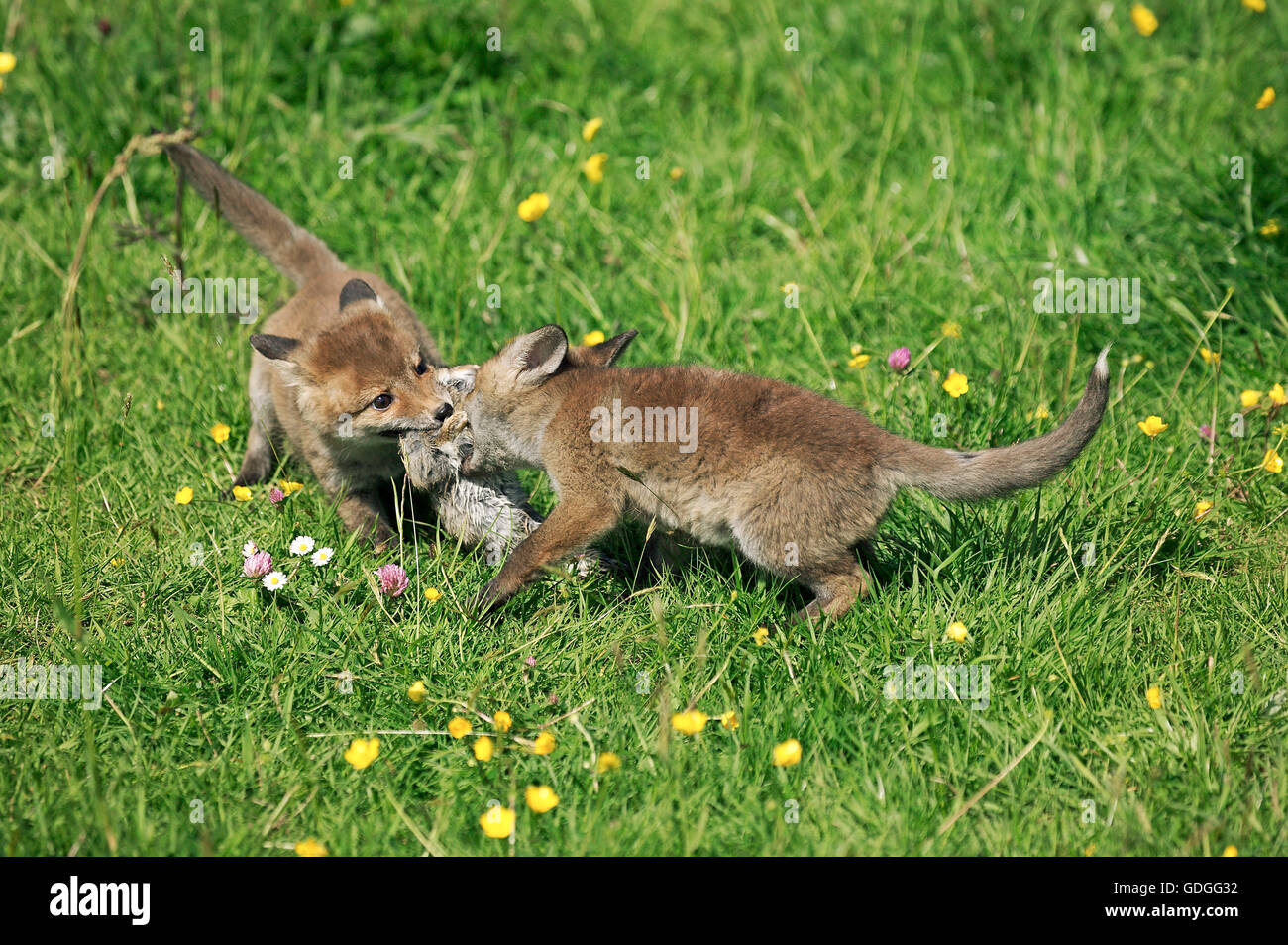 Red Fox, vulpes vulpes, Pup with Wild Rabbit in mouth, Normandy Stock ...