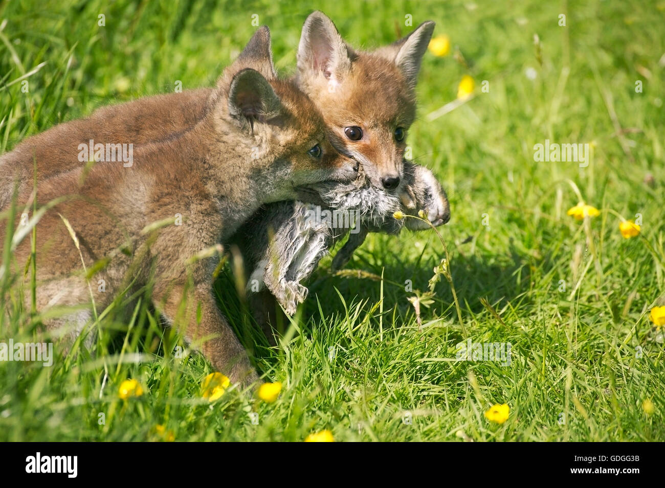 Two young european wild rabbits hi-res stock photography and images - Alamy