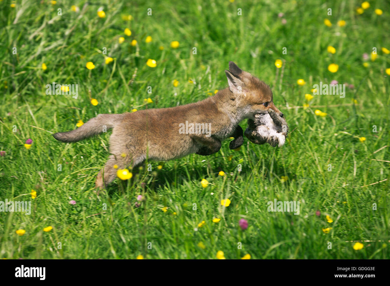 Fox chasing rabbit hi-res stock photography and images - Alamy