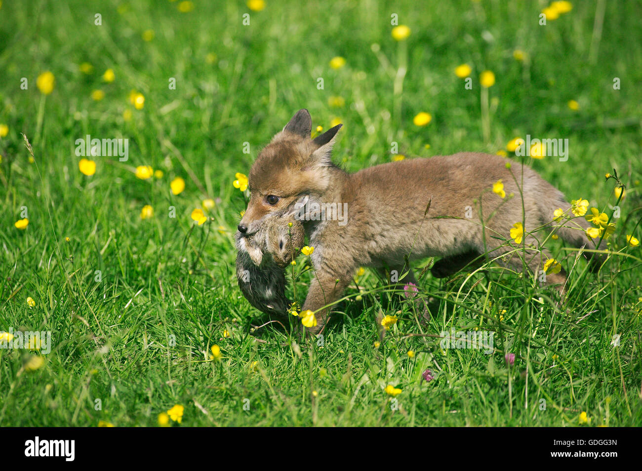 Fox chasing rabbit hi-res stock photography and images - Alamy