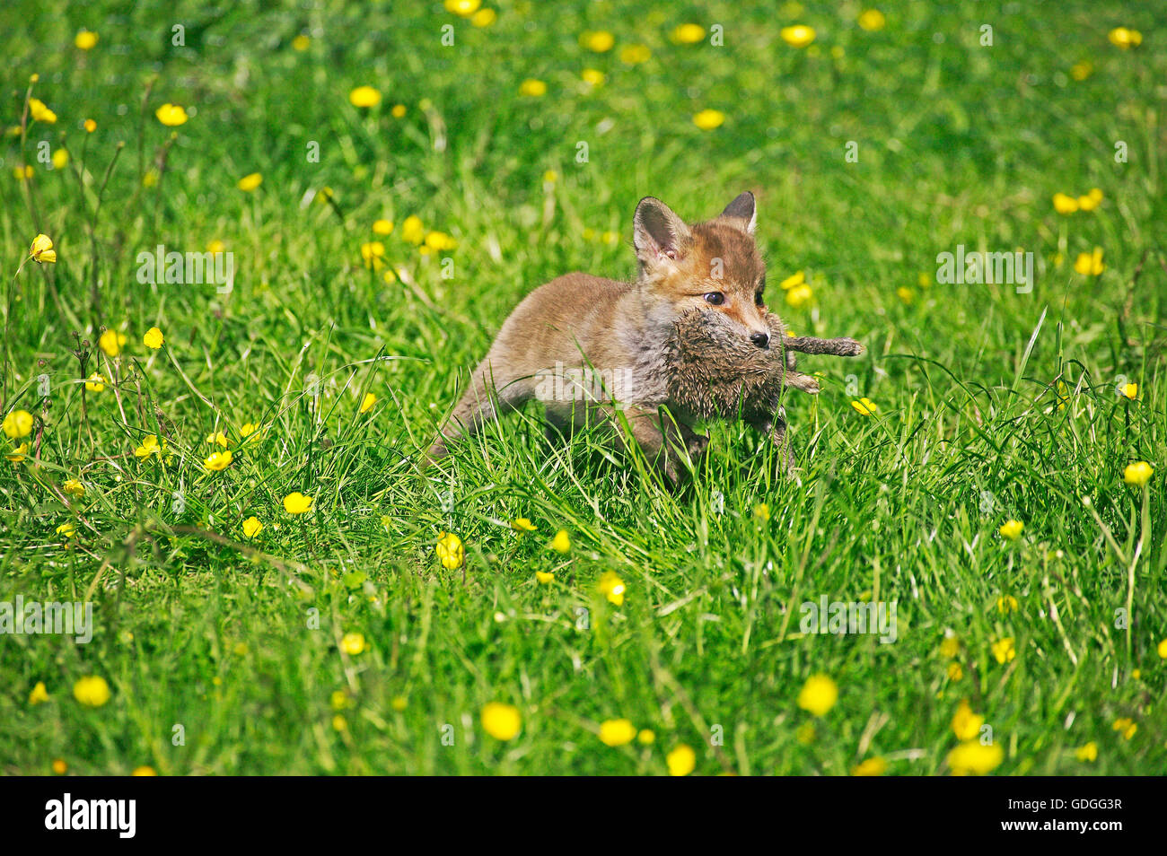 Fox hunting rabbit hi-res stock photography and images - Alamy