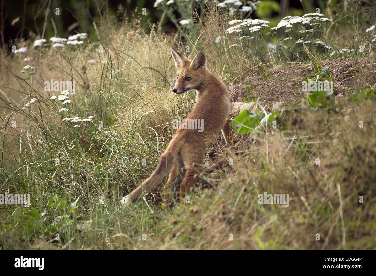 Red fox den hi-res stock photography and images - Alamy