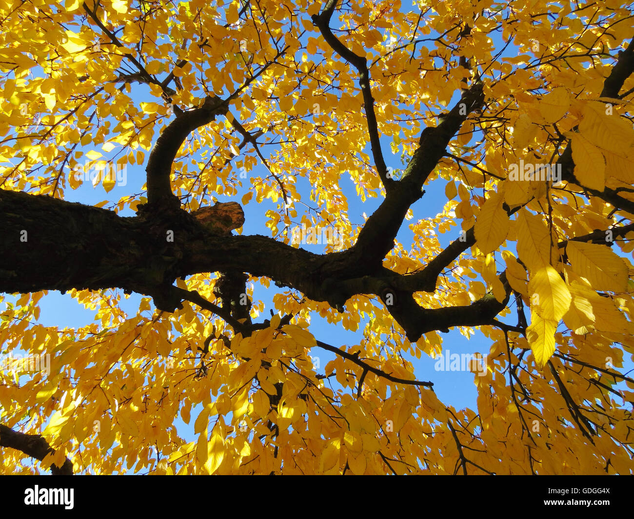 Autumn cherry tree hi-res stock photography and images - Alamy