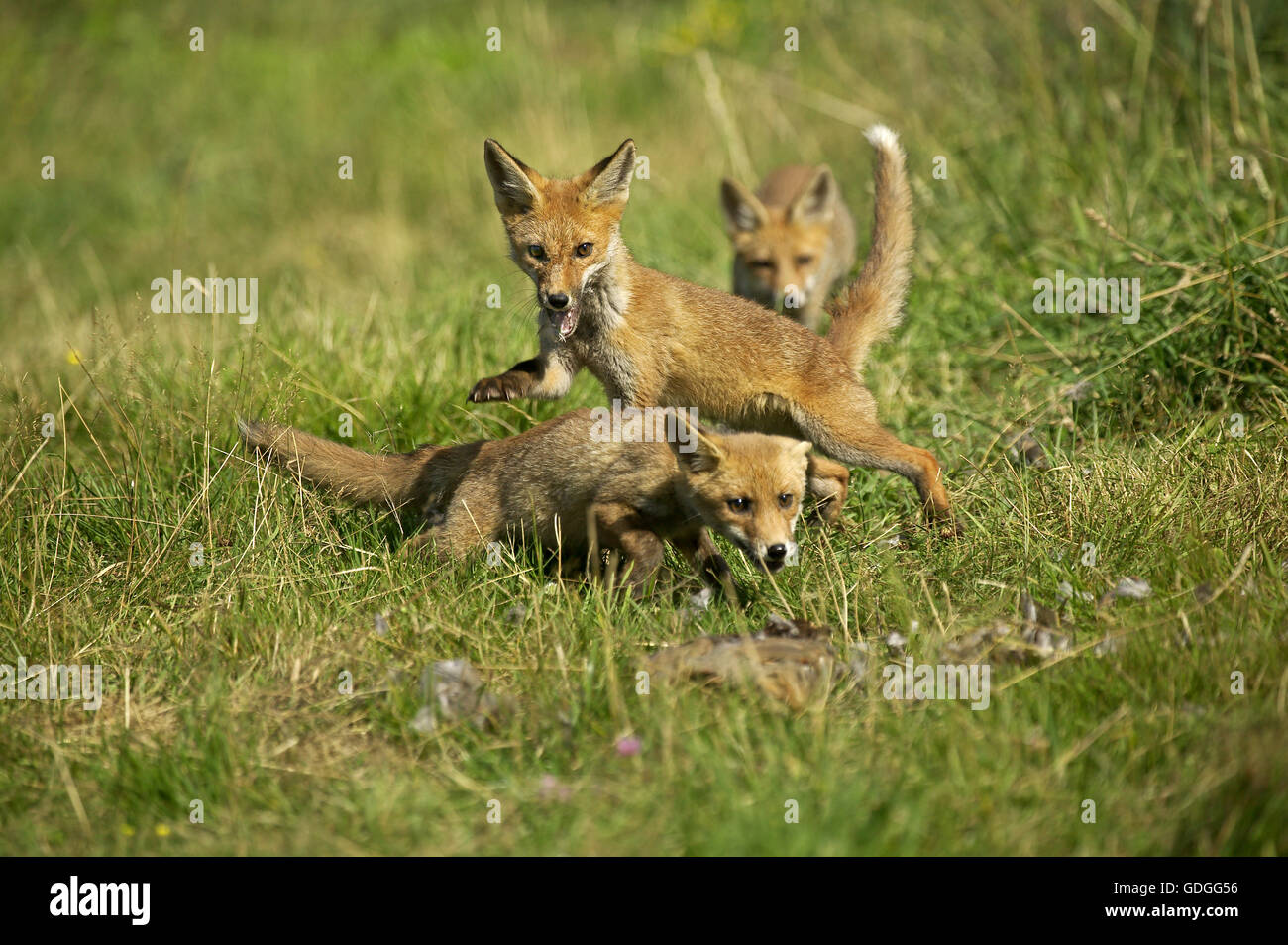 RED FOX vulpes vulpes, ADULT HUNTING A PARTRIDGE, NORMANDY IN FRANCE ...
