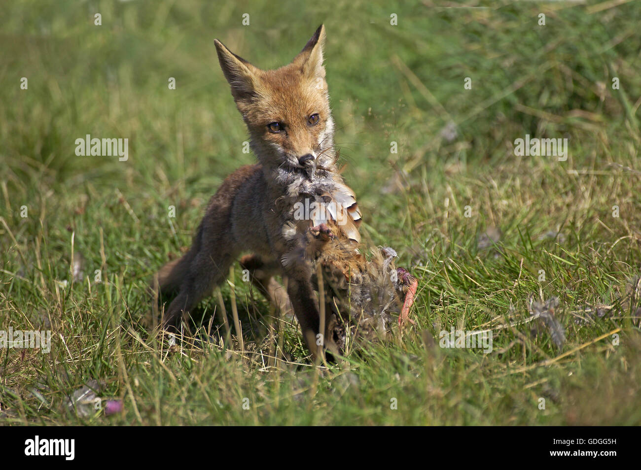 Red Fox, vulpes vulpes, Adult with a Partridge Kill, Normandy Stock ...