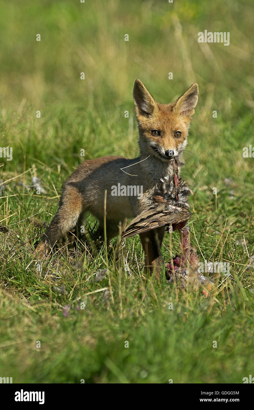 Red Fox, vulpes vulpes, Adult killing a Partridge, Normandy Stock Photo ...