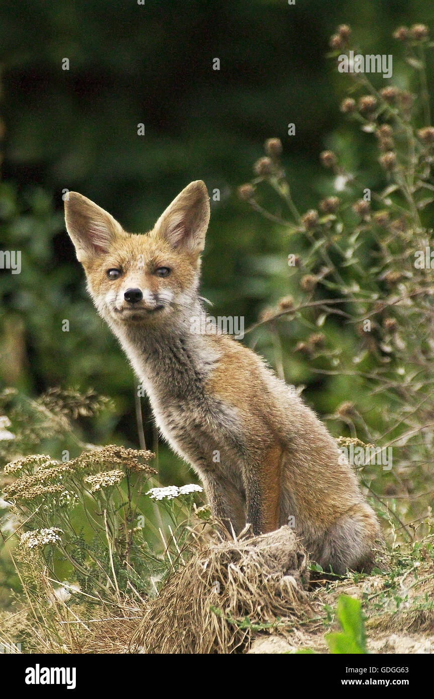 RED FOX vulpes vulpes, ADULT , NORMANDY IN FRANCE Stock Photo - Alamy