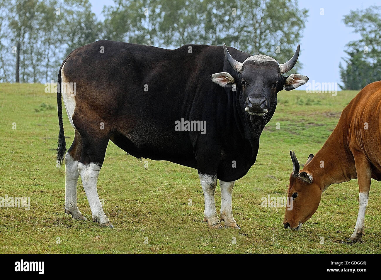 BANTENG bos javanicus, MALE AND FEMALE Stock Photo - Alamy