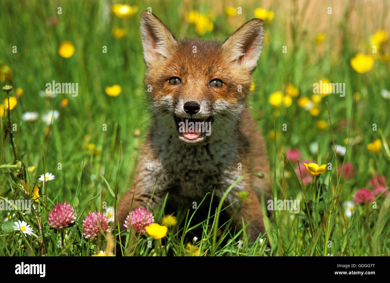 Red fox cub flower hi-res stock photography and images - Alamy