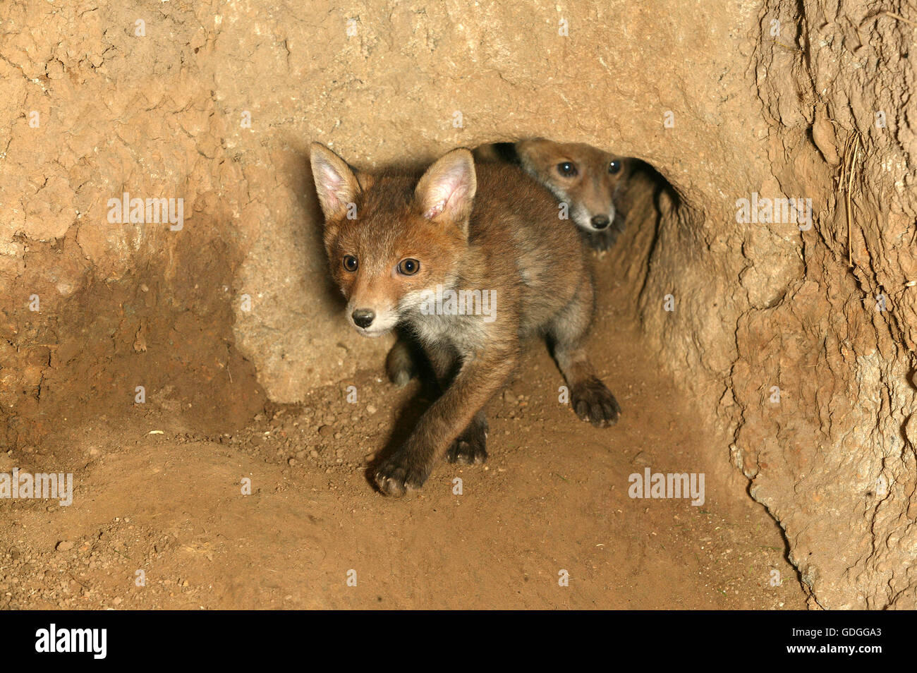 Cub in den entrance hi-res stock photography and images - Alamy