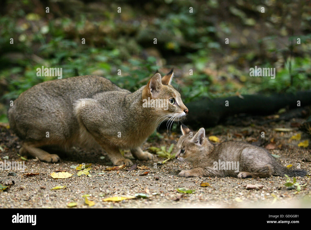 Jungle cat felis chaus female hi-res stock photography and images - Alamy