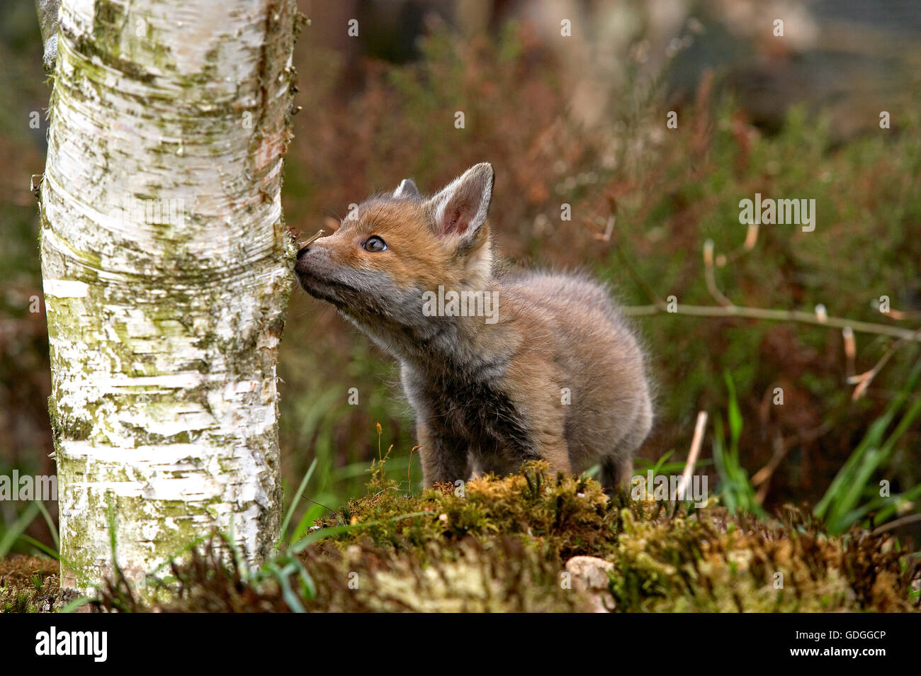 Red Fox, vulpes vulpes, Cub smelling Tree Trunk, Normandy Stock Photo ...