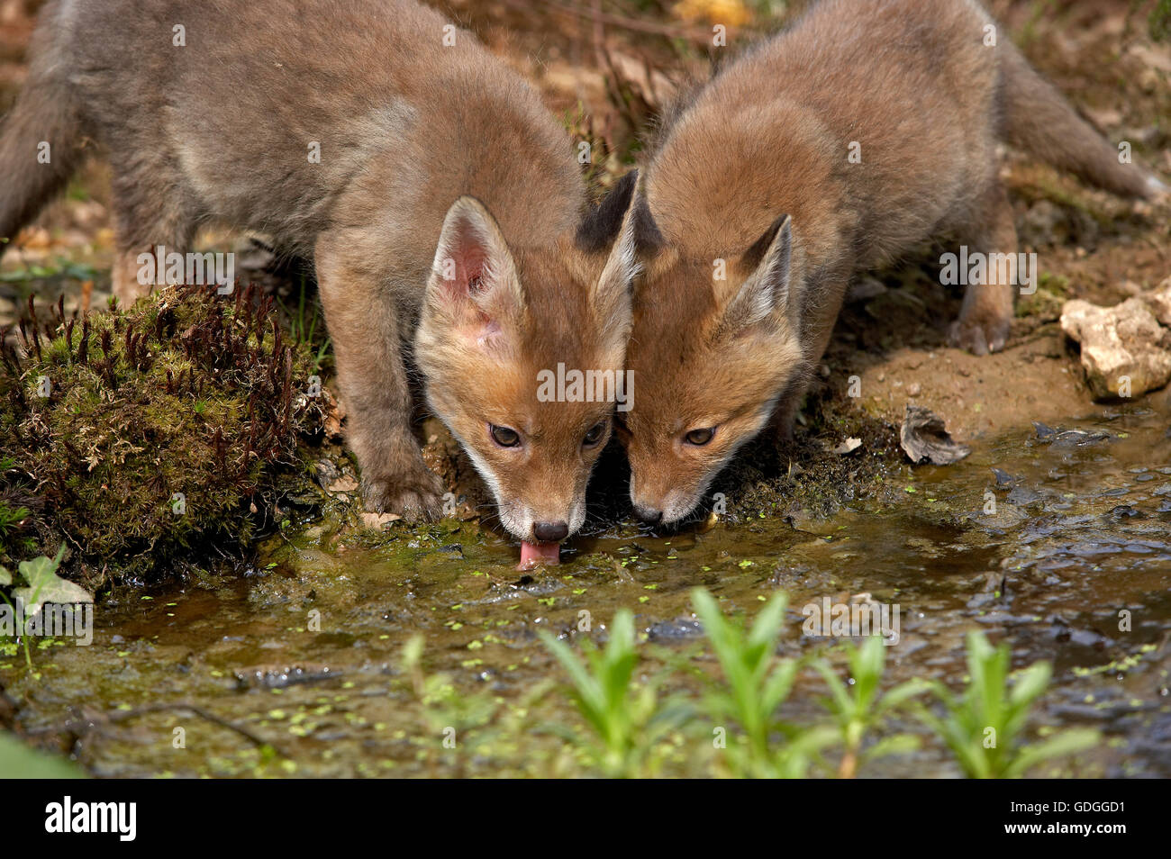 Red Fox, vulpes vulpes, Cub drinking Water, Normandy Stock Photo - Alamy