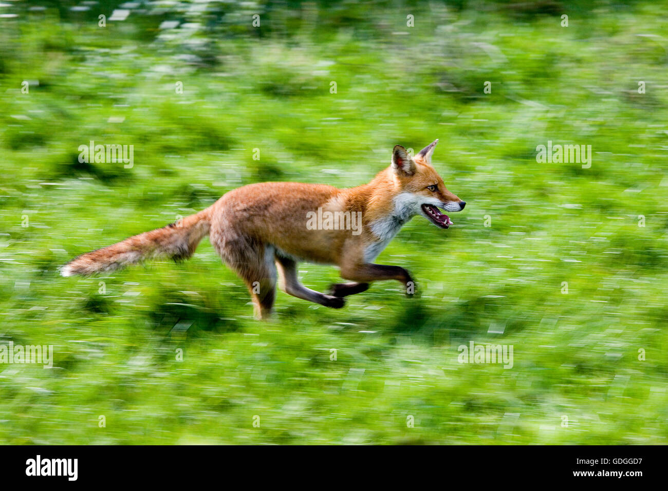 Red Fox, vulpes vulpes, Adult running on grass, Normandy Stock Photo - Alamy
