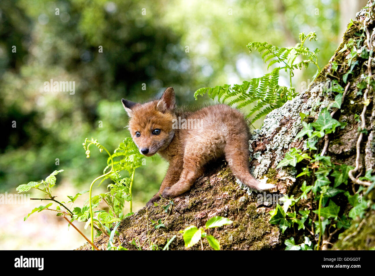 Animals In The Deciduous Forest Fox