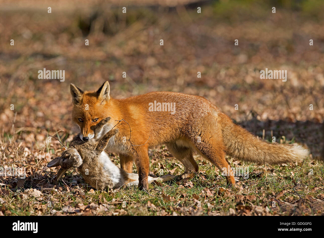 Fox chasing a rabbit hi-res stock photography and images - Alamy