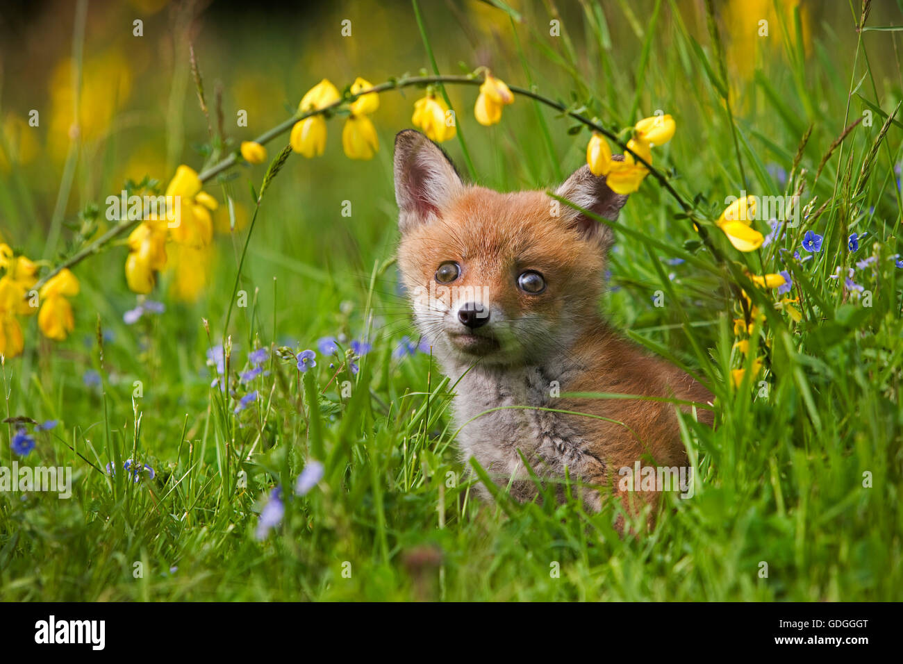Red Fox, vulpes vulpes, Cub with Yellow Flowers, Normandy Stock Photo - Alamy