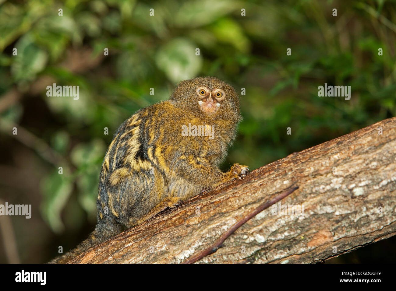 Pygmy marmoset on branch in hi-res stock photography and images - Alamy
