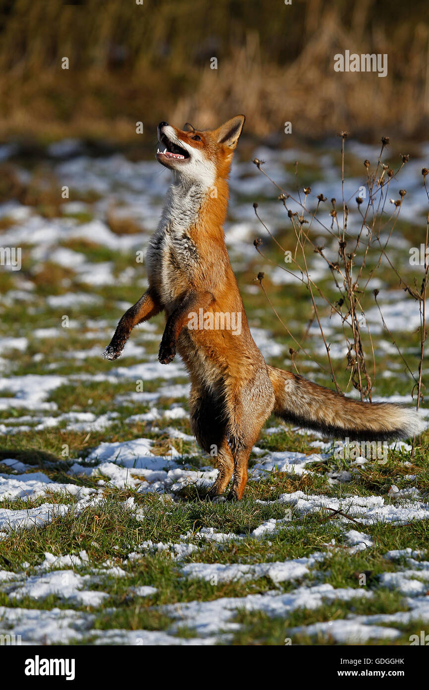 RED FOX vulpes vulpes, FEMALE TRYING TO CATCH A PREY, NORMANDY IN ...