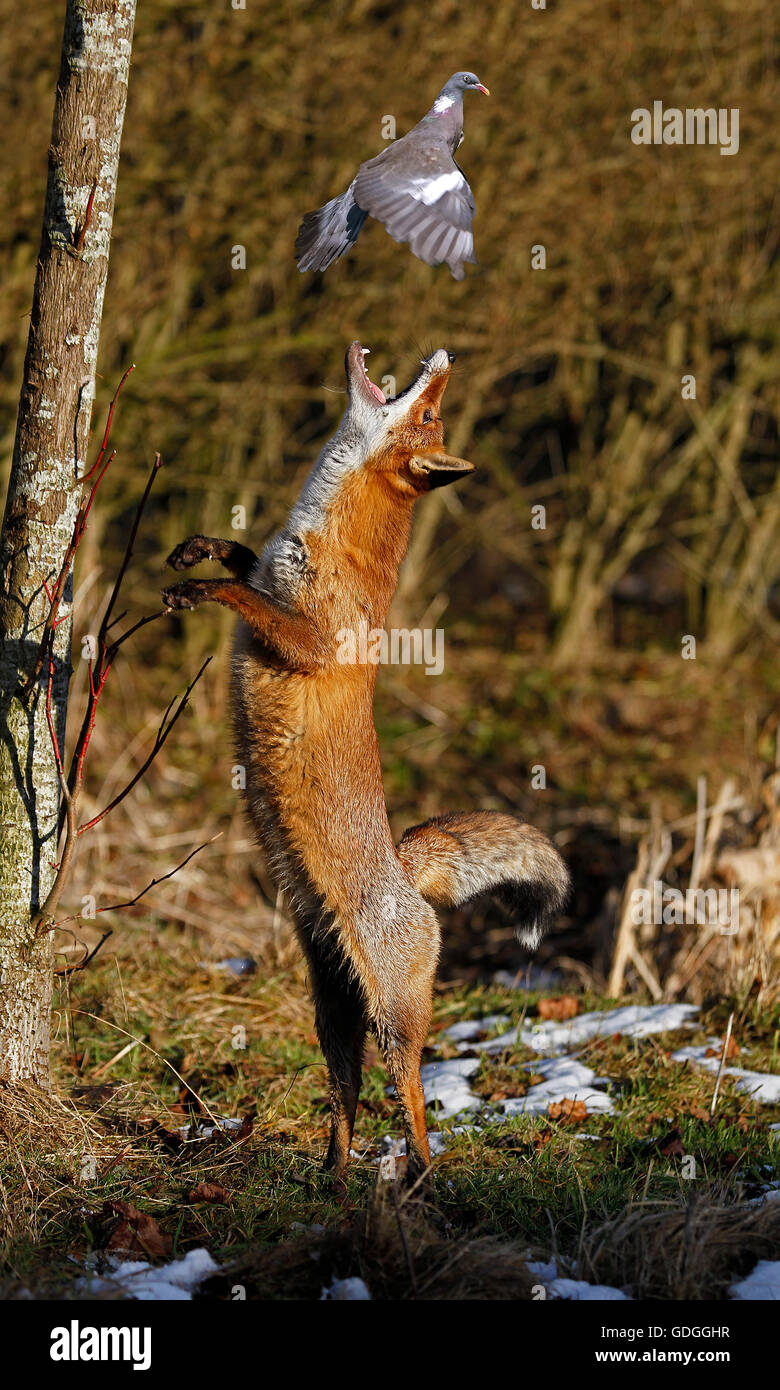 Red Fox, vulpes vulpes, Female hunting Wood Pigeon, columba palumbus ...